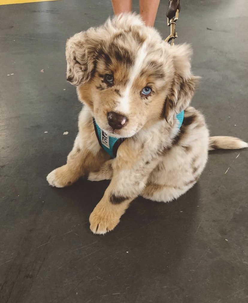 Australian Shepherd Puppies – Heartbeat Puppies Home